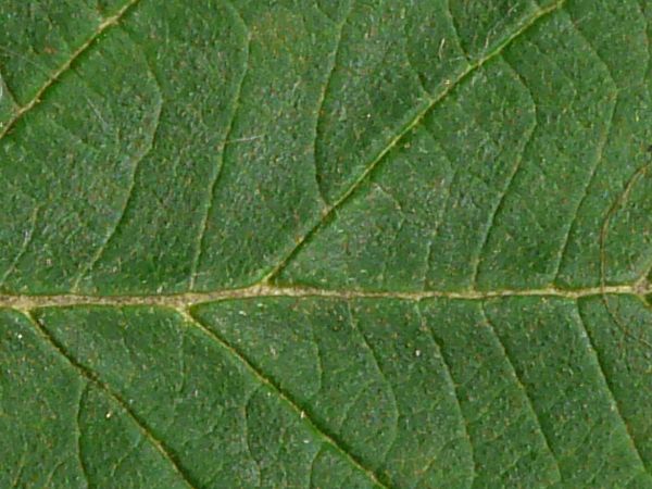 texture 0027 - Texturelib